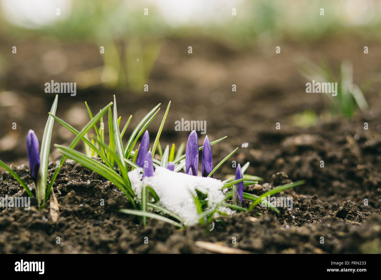 Springtime flowers background Stock Photo - Alamy