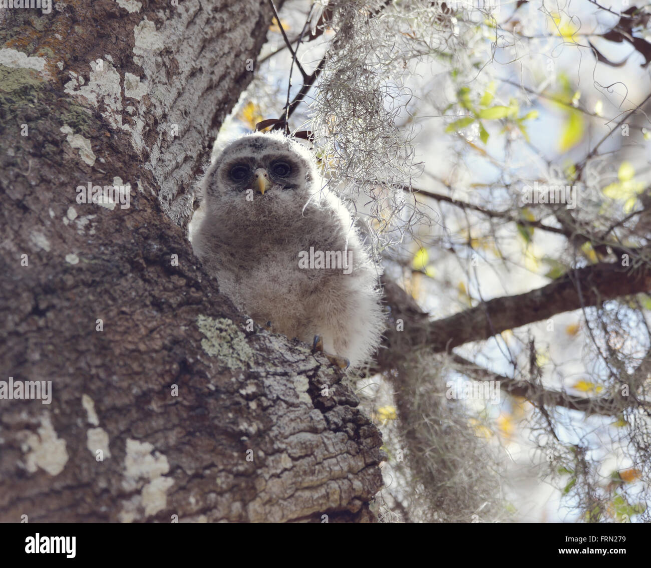 Owl on the tree hi-res stock photography and images - Alamy