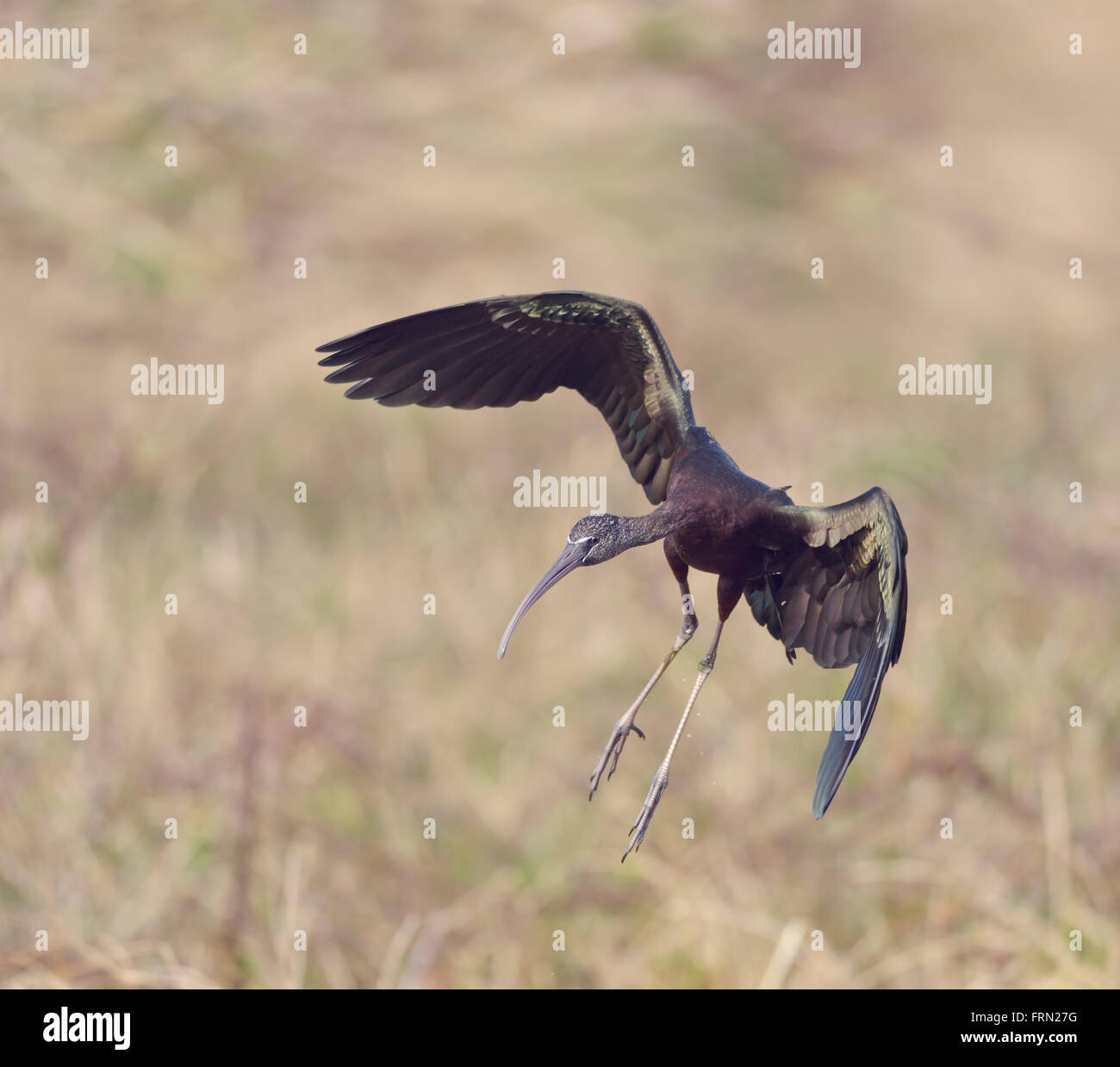 Glossy Ibis in Florida Wetlands Stock Photo - Alamy