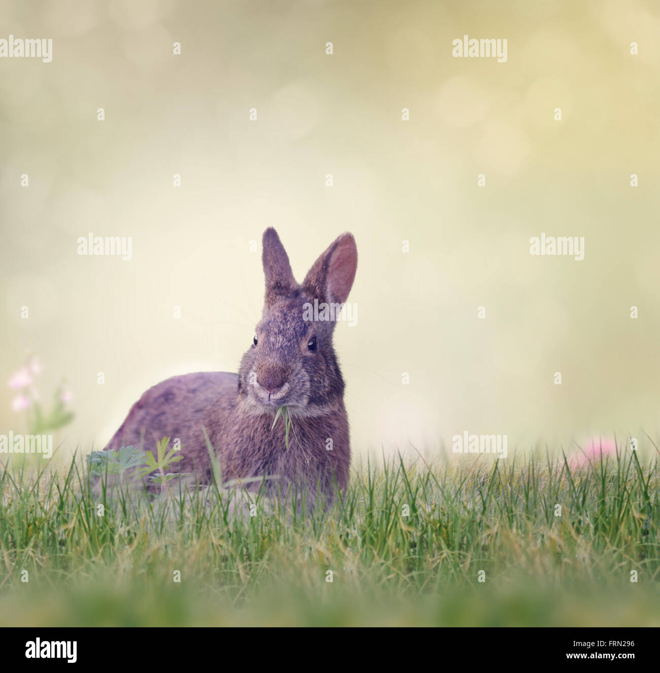 Marsh Rabbit Eating Green Grass Stock Photo - Alamy