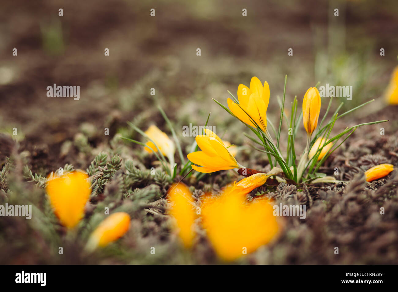 First spring flowers with copy space Stock Photo - Alamy
