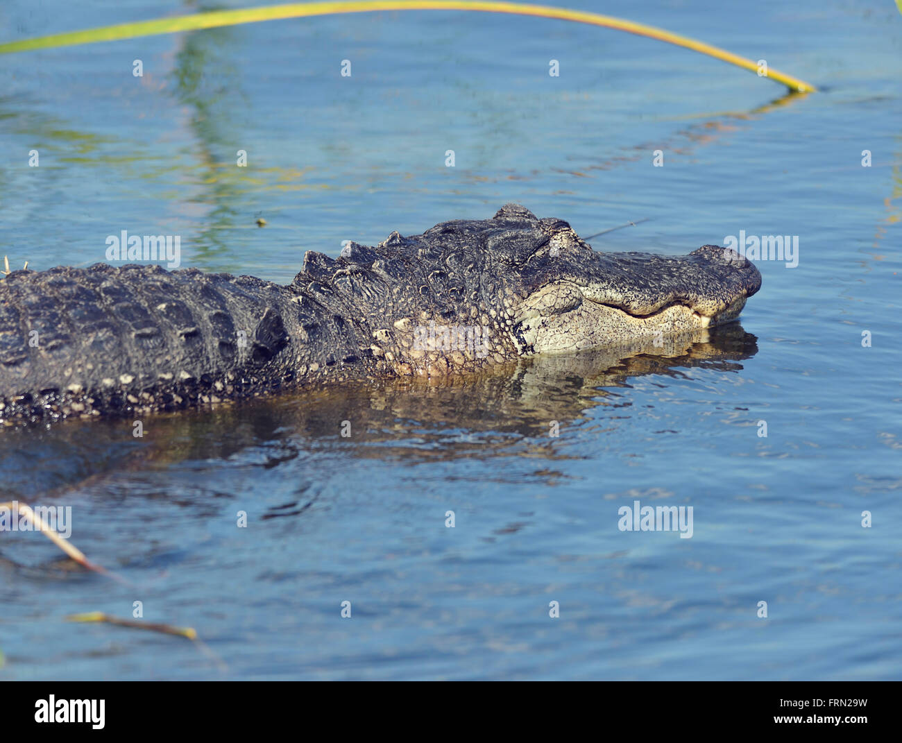 Large Florida Alligator in the Pond Stock Photo - Alamy