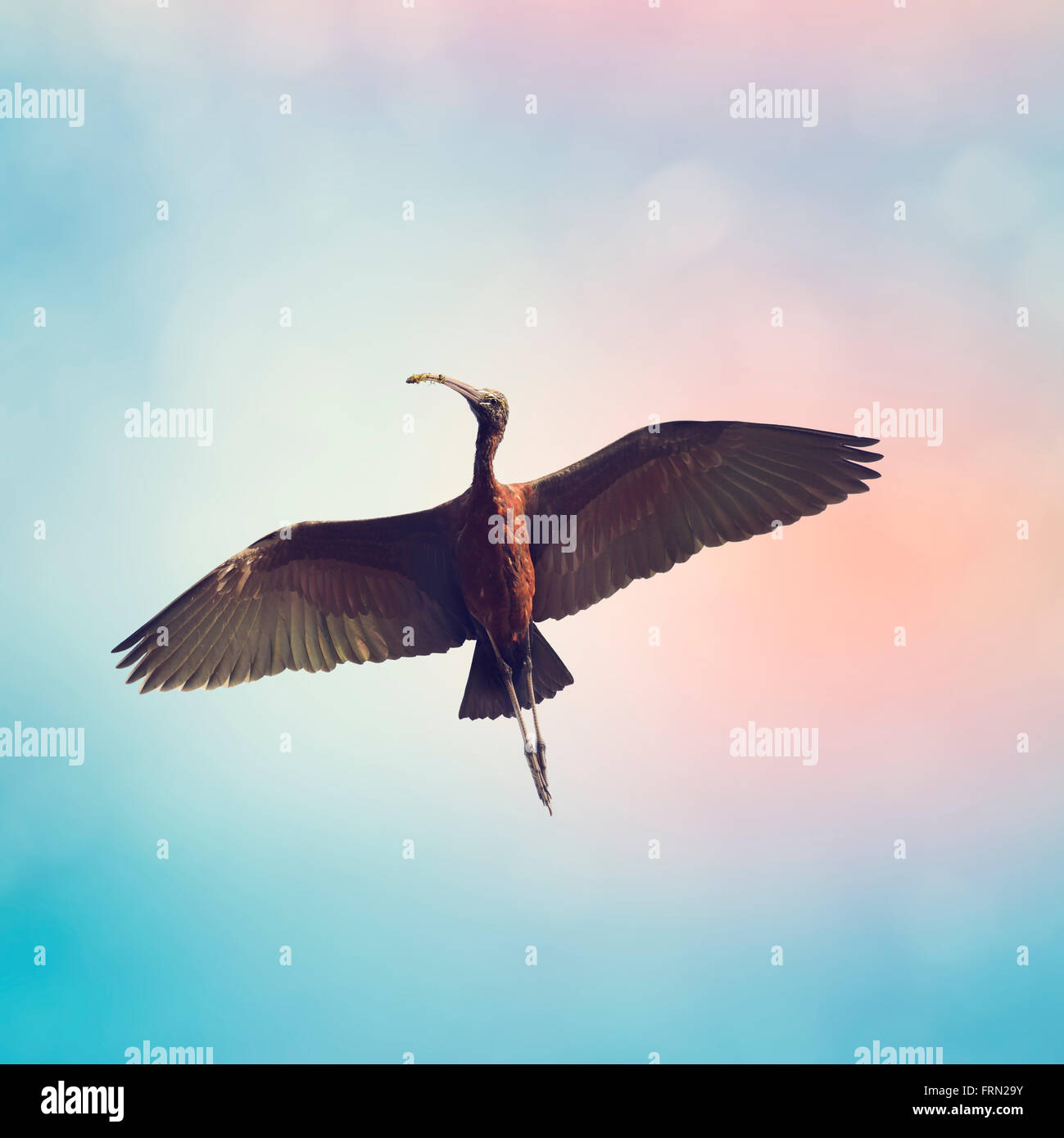Glossy Ibis in Flight Against a Blue Sky Stock Photo - Alamy