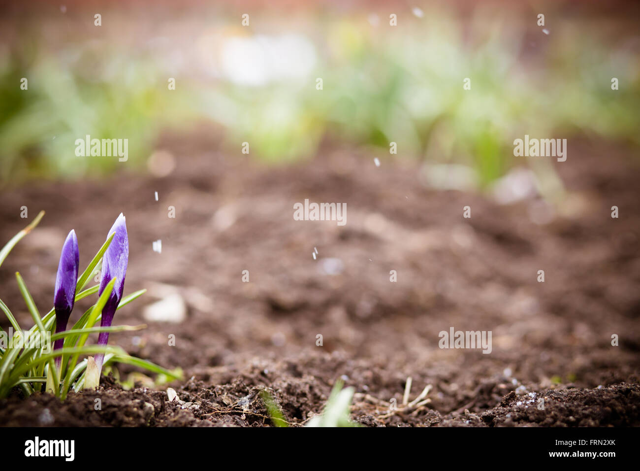 spring awakening background Stock Photo - Alamy