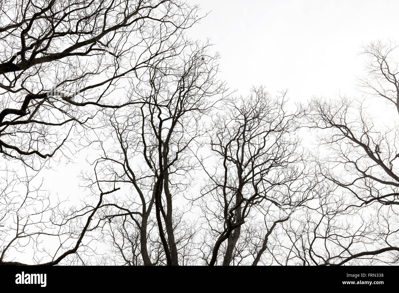 tree branch design in black and white Stock Photo - Alamy