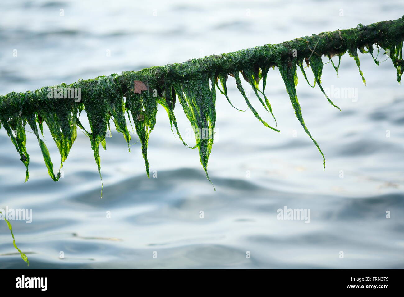 Mossy sea hi-res stock photography and images - Alamy