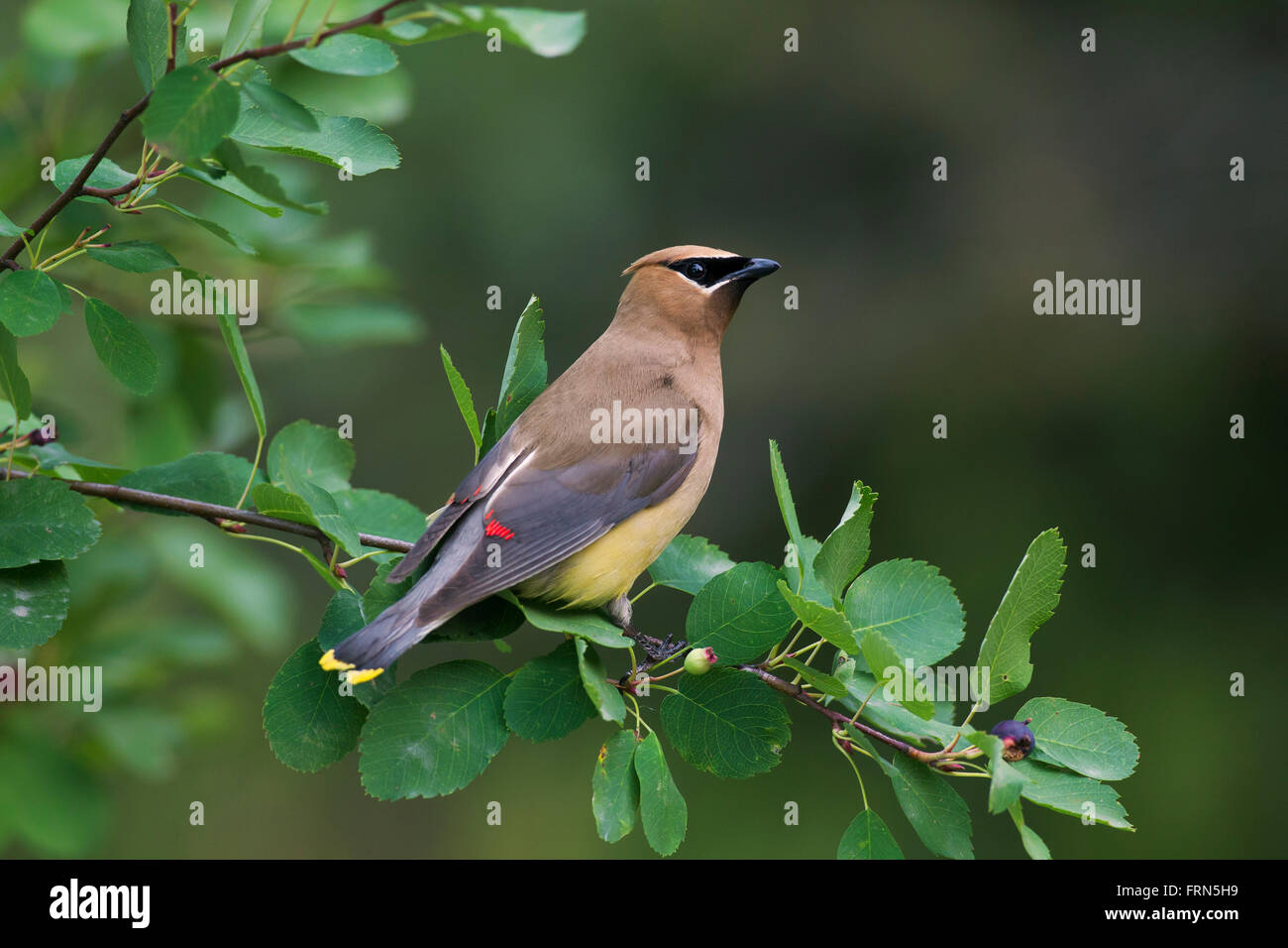 Cedar waxwing (Bombycilla cedrorum) perched in bush, native of North ...