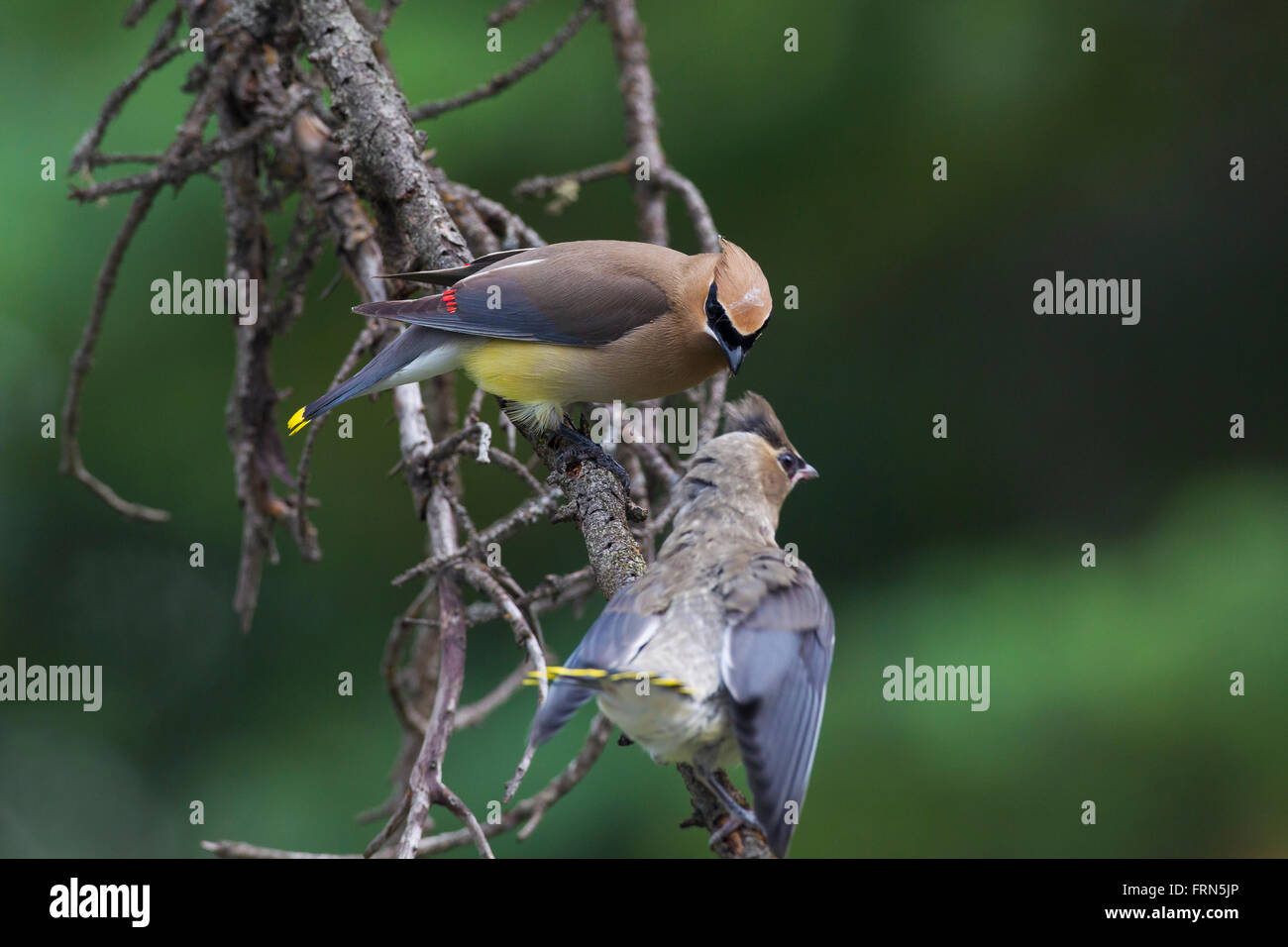 Cedar waxwing (Bombycilla cedrorum) with juvenile perched in tree ...