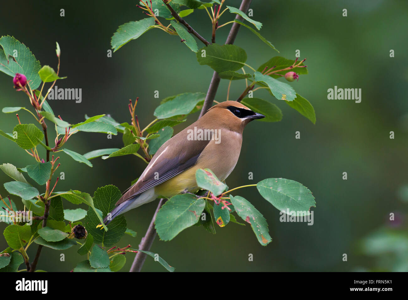 Cedar waxwing (Bombycilla cedrorum) perched in bush, native of North ...