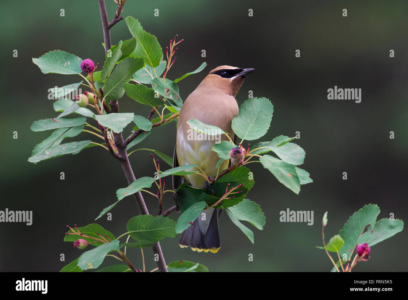 Cedar waxwing (Bombycilla cedrorum) perched in bush, native of North ...