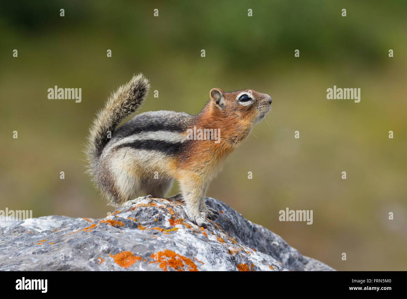 North american ground squirrel hi-res stock photography and images - Alamy