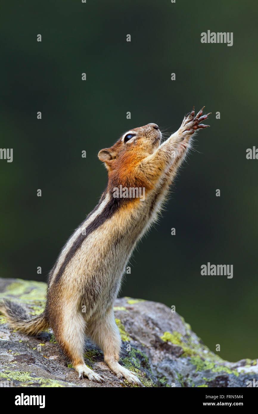 Squirrel begging food hi-res stock photography and images - Alamy