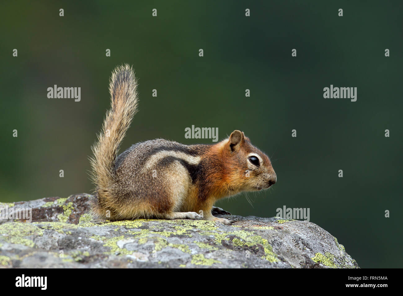 Golden-mantled ground squirrel (Callospermophilus lateralis) on rock ...