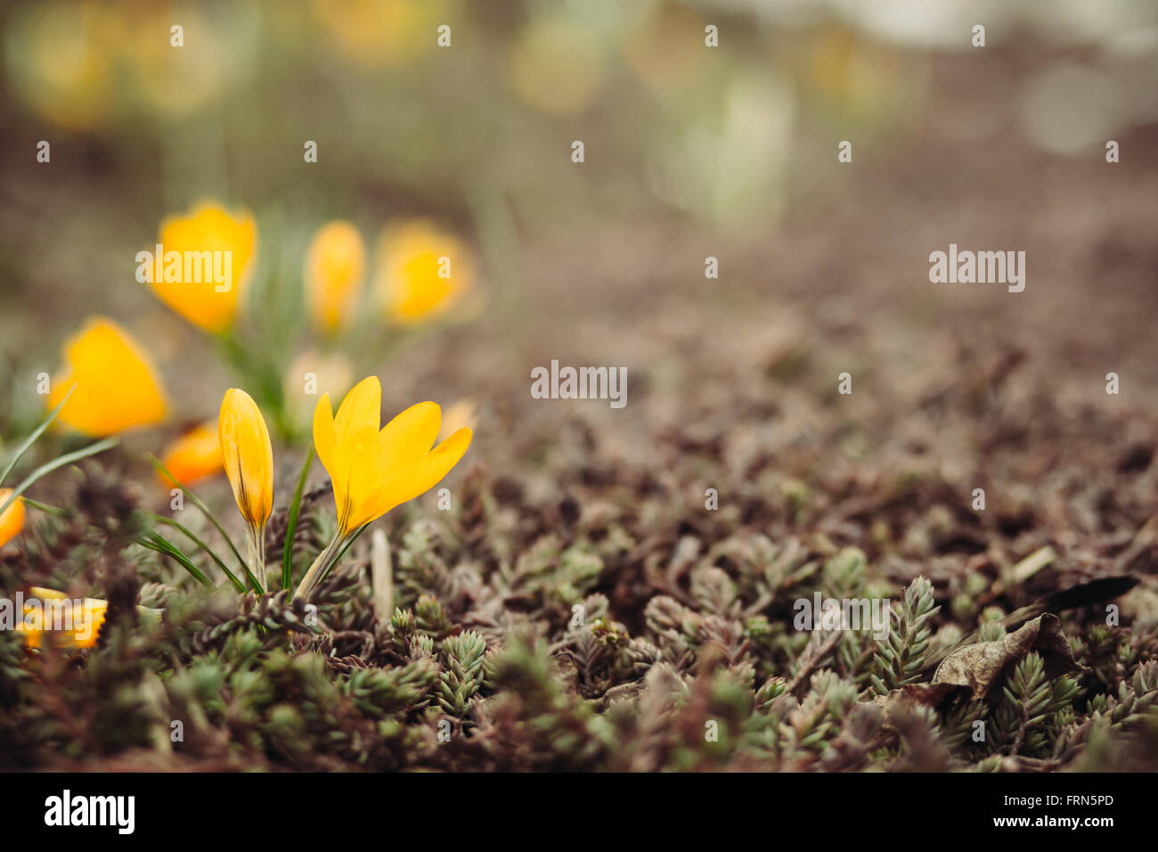 First spring flowers with copy space Stock Photo - Alamy