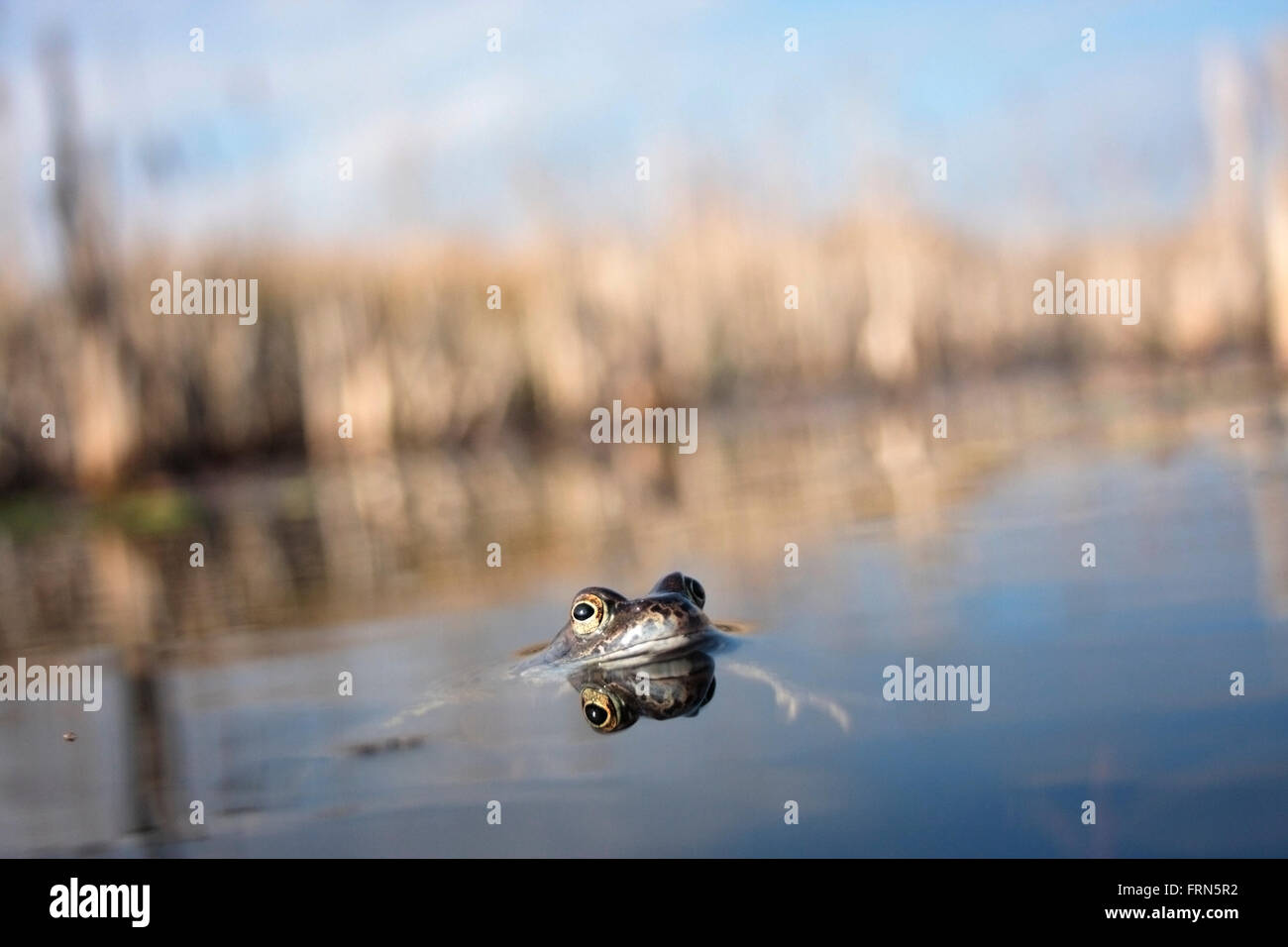 Aquatic frog webbed feet hi-res stock photography and images - Alamy