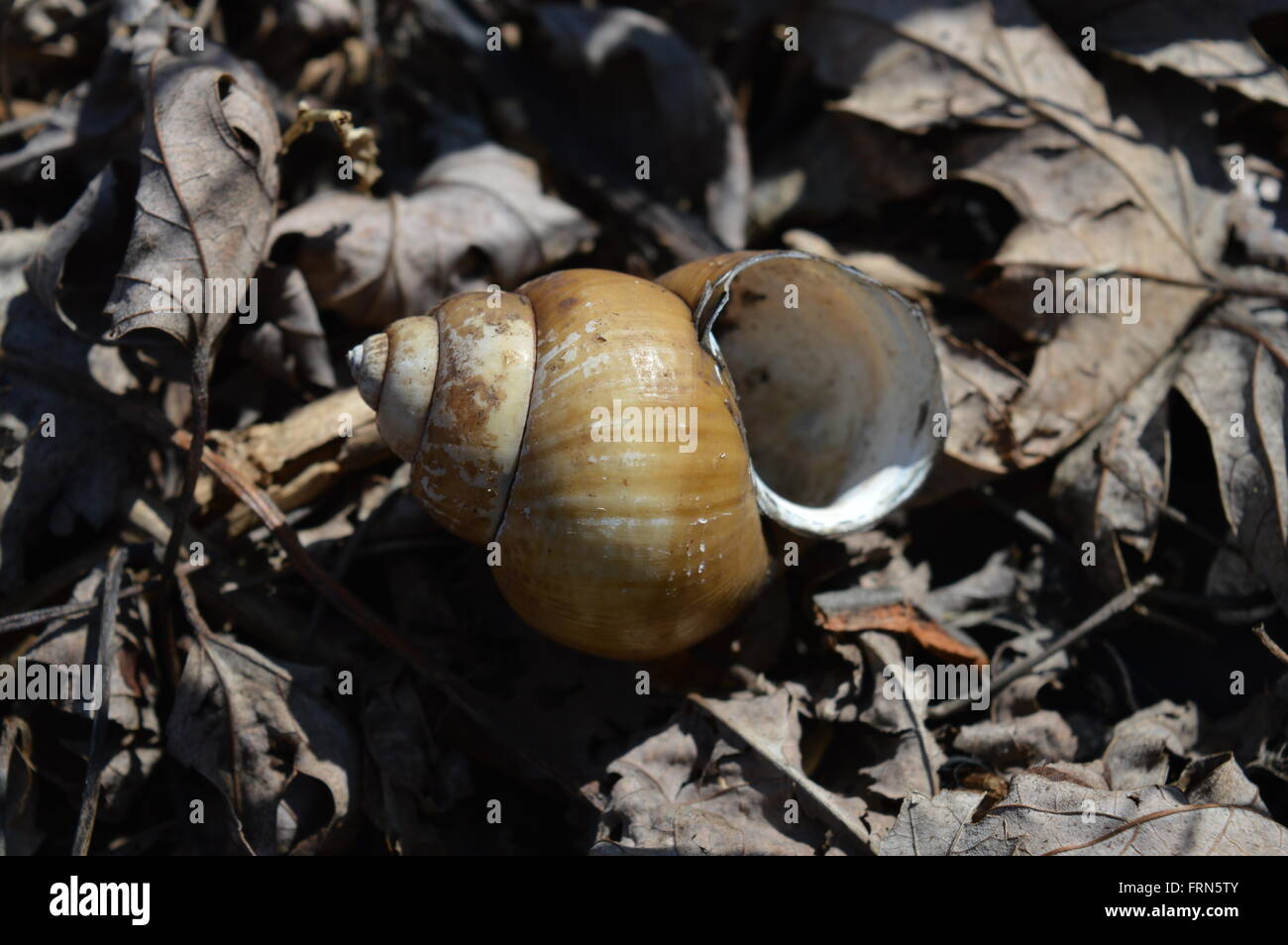 Swirl shell hi-res stock photography and images - Alamy