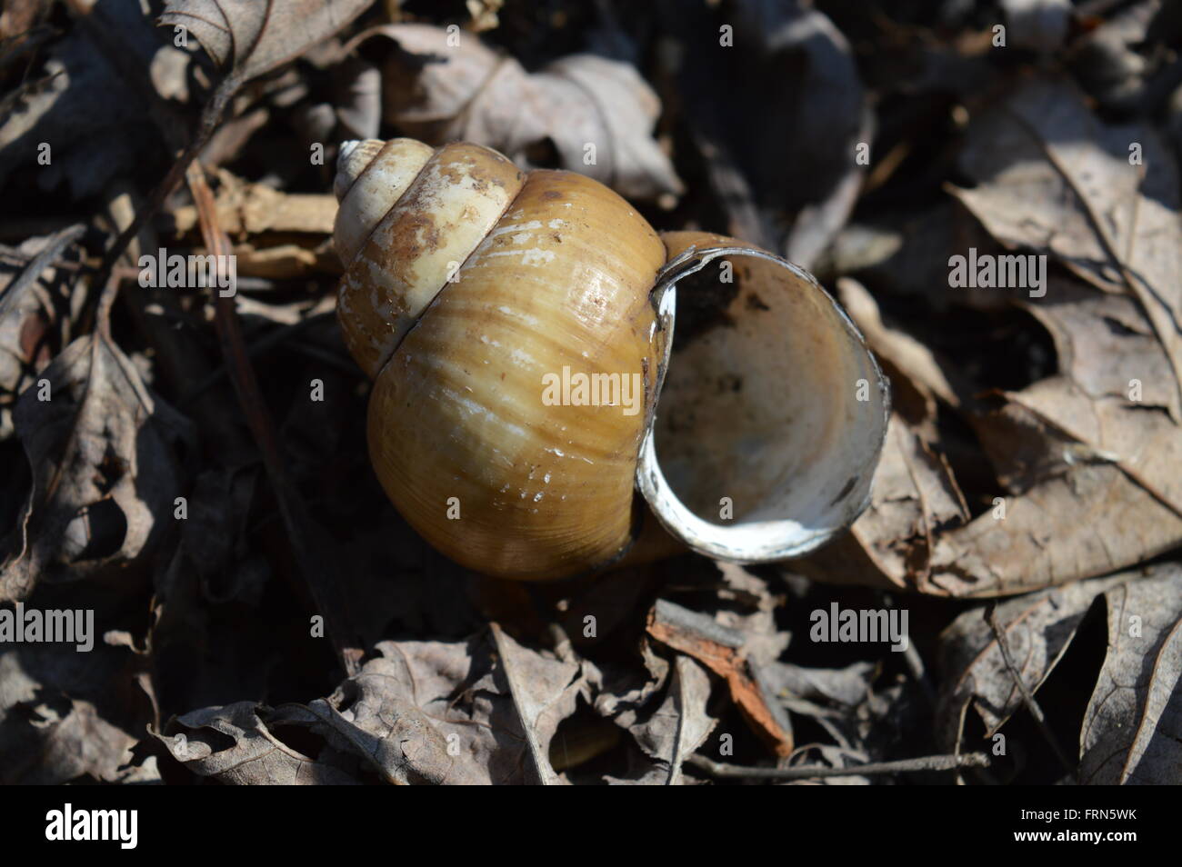 Swirl shell hi-res stock photography and images - Alamy