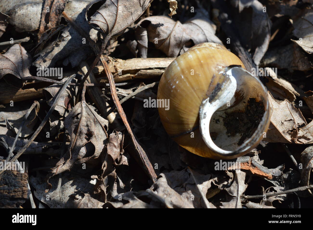 Swirl shell hi-res stock photography and images - Alamy