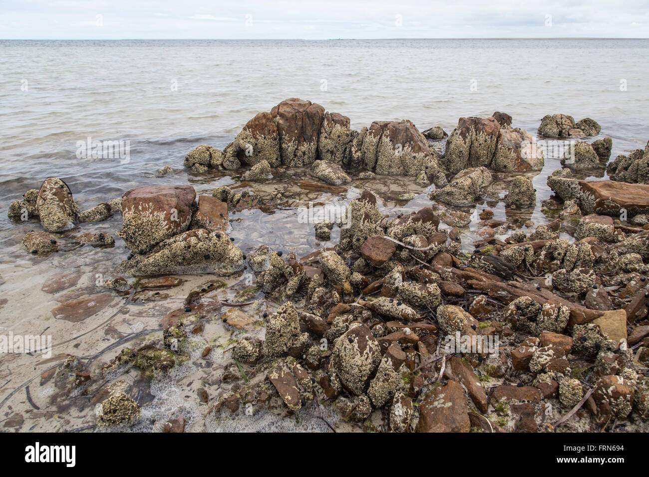 small rocks peaking from shallow water of beach, Gulf St Vincent, South ...