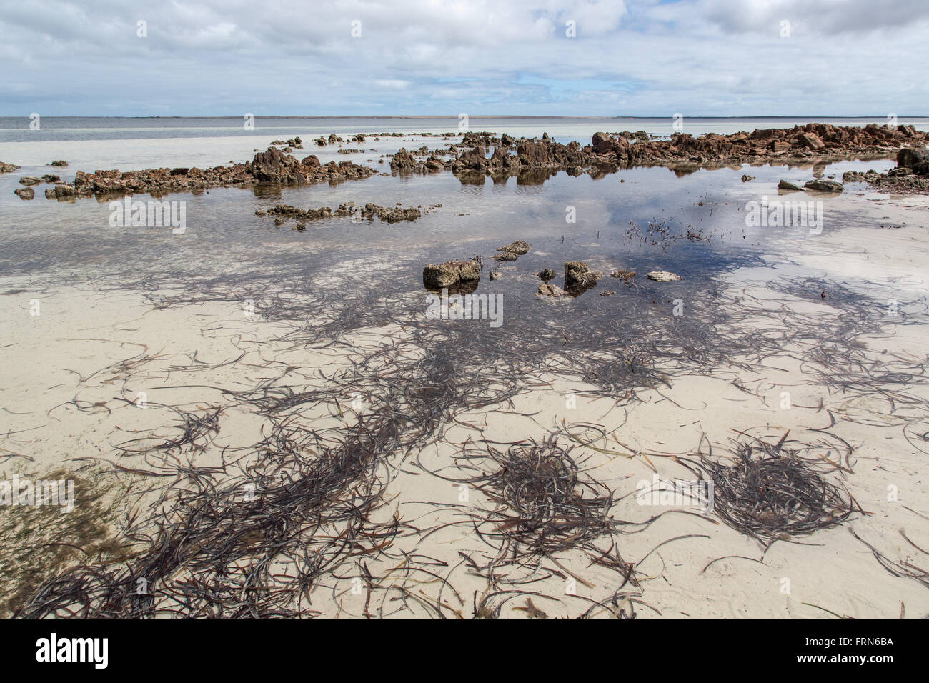 Water seaweed rocks hi-res stock photography and images - Alamy