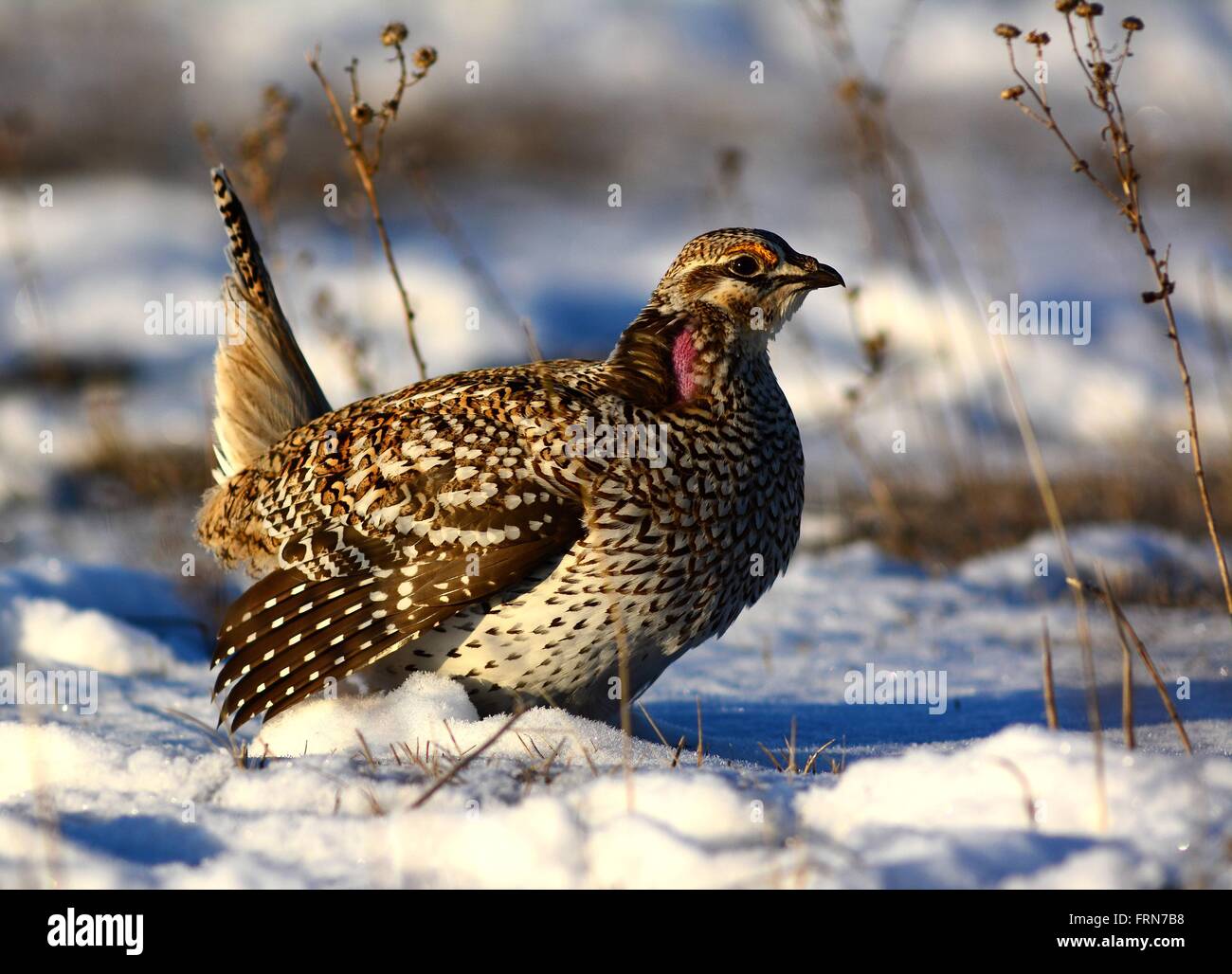 A Sharp-tailed Grouse in the Prairie Pothole Region wetlands in winter ...