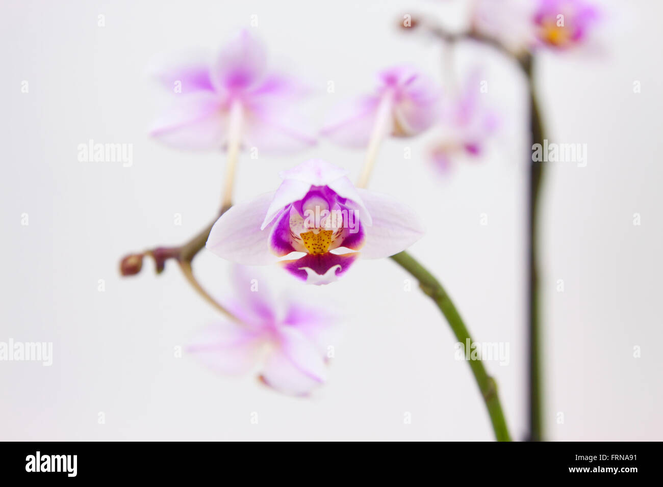 Flo symbol hi-res stock photography and images - Alamy