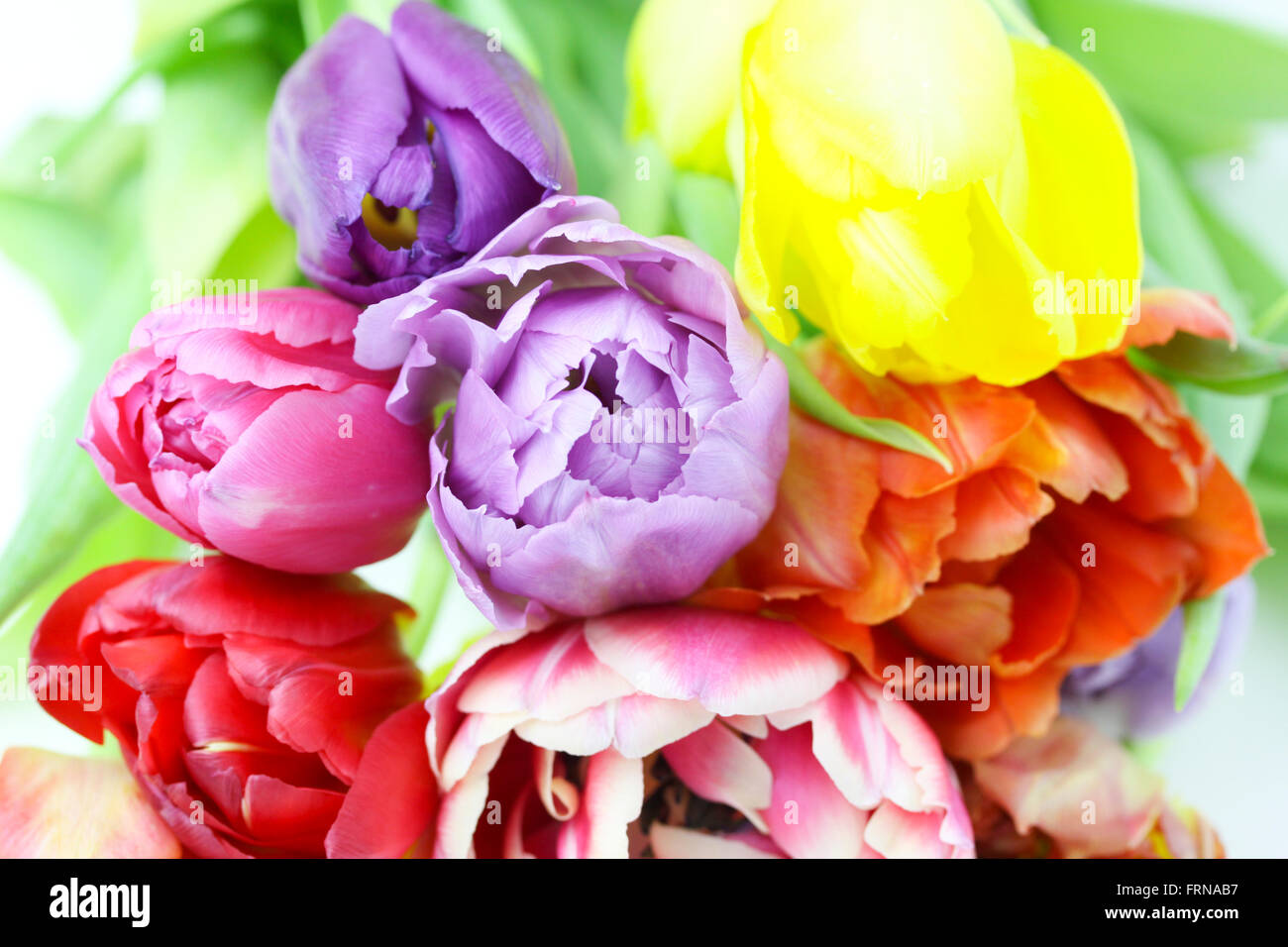Colorful flo hi-res stock photography and images - Alamy