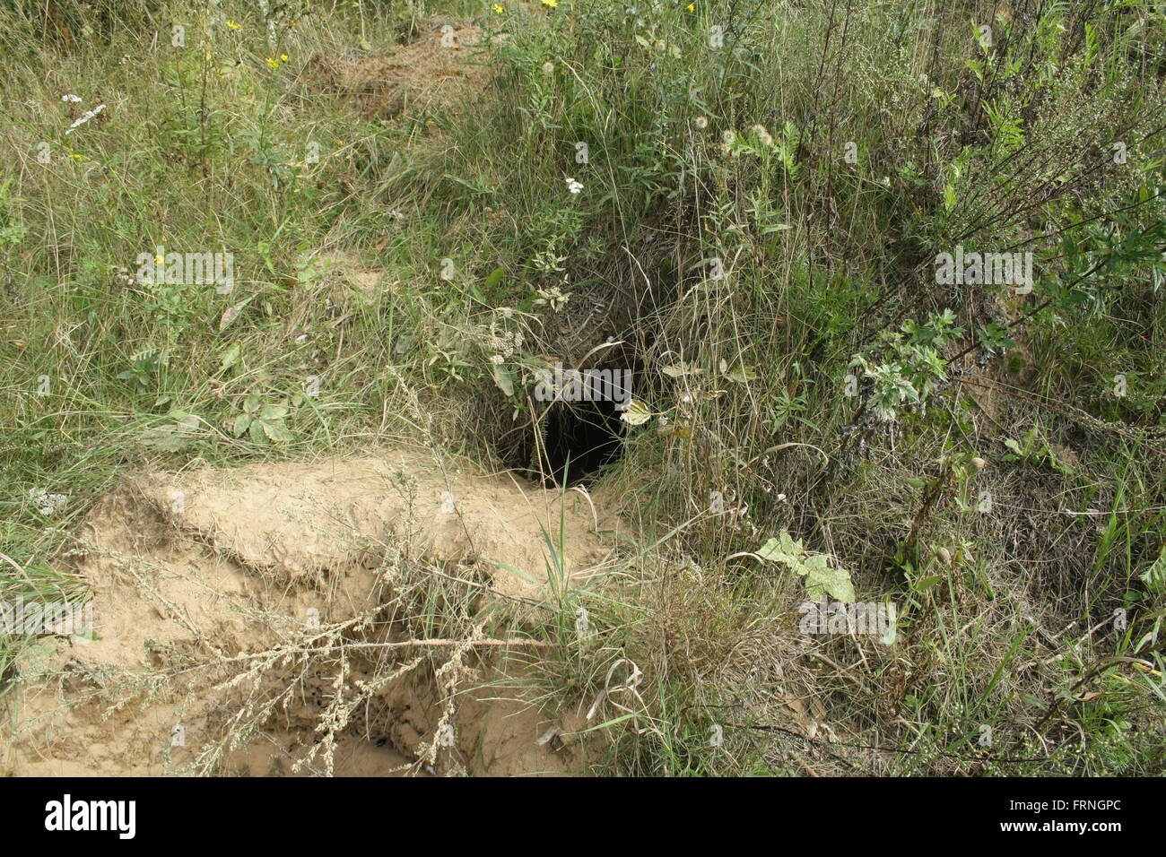Foxy burrow in hill Stock Photo - Alamy