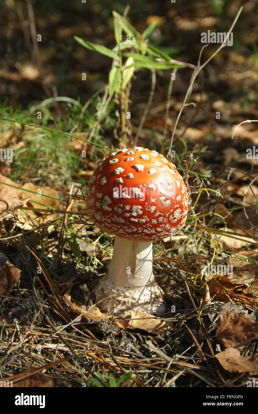 Young fly agaric hi-res stock photography and images - Alamy