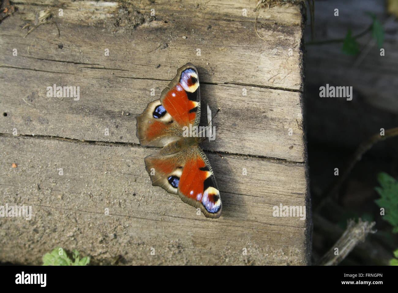 Butterfly on log hi-res stock photography and images - Alamy
