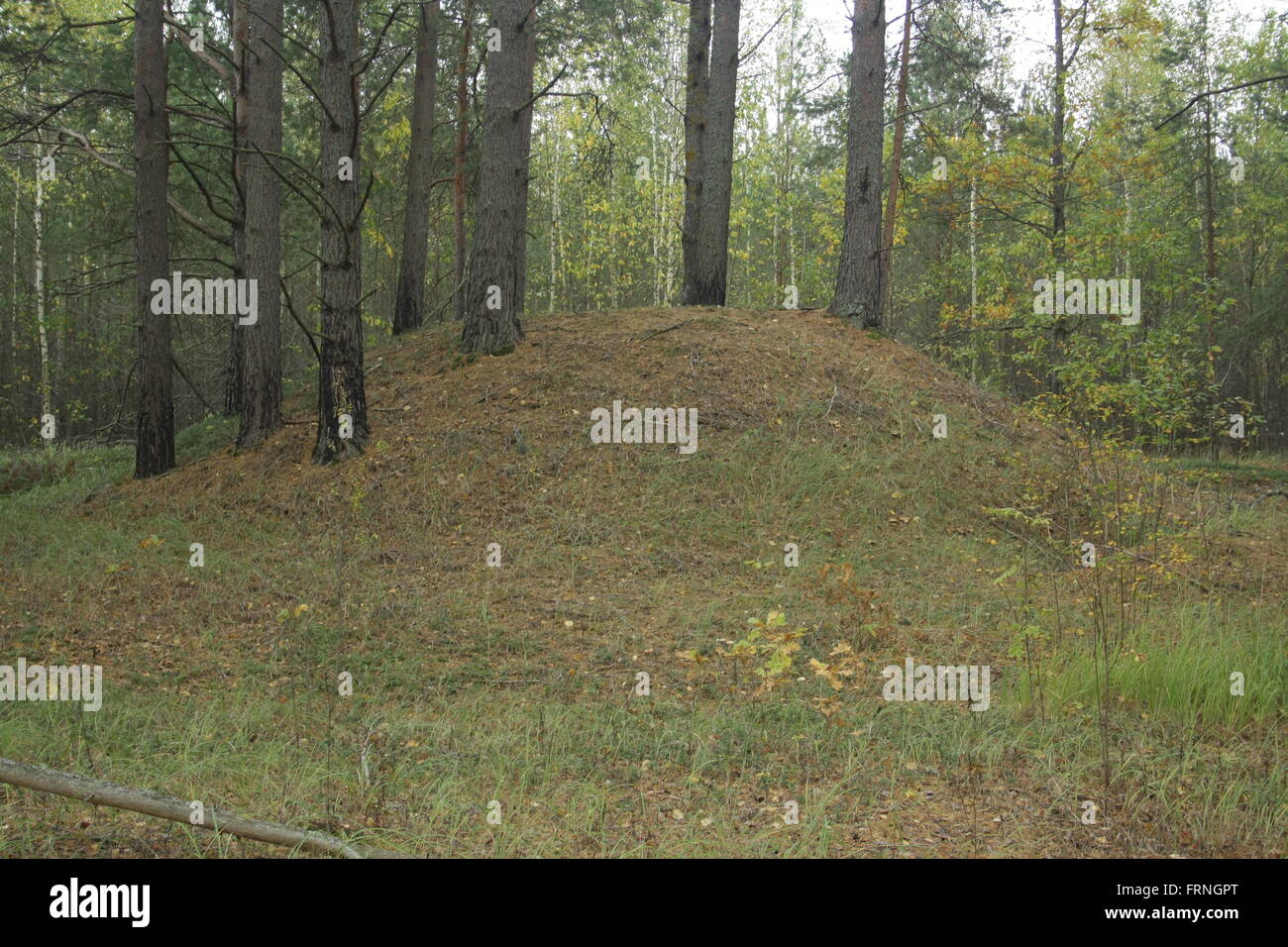 Forest burial hi-res stock photography and images - Alamy