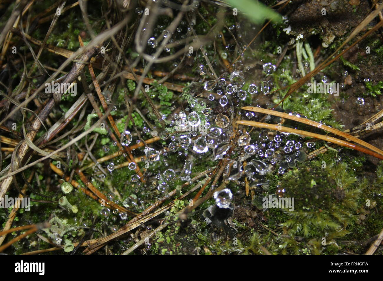 Water droplets on a spider web Stock Photo - Alamy