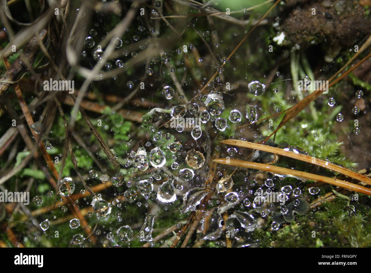 water droplets on a spider web Stock Photo - Alamy