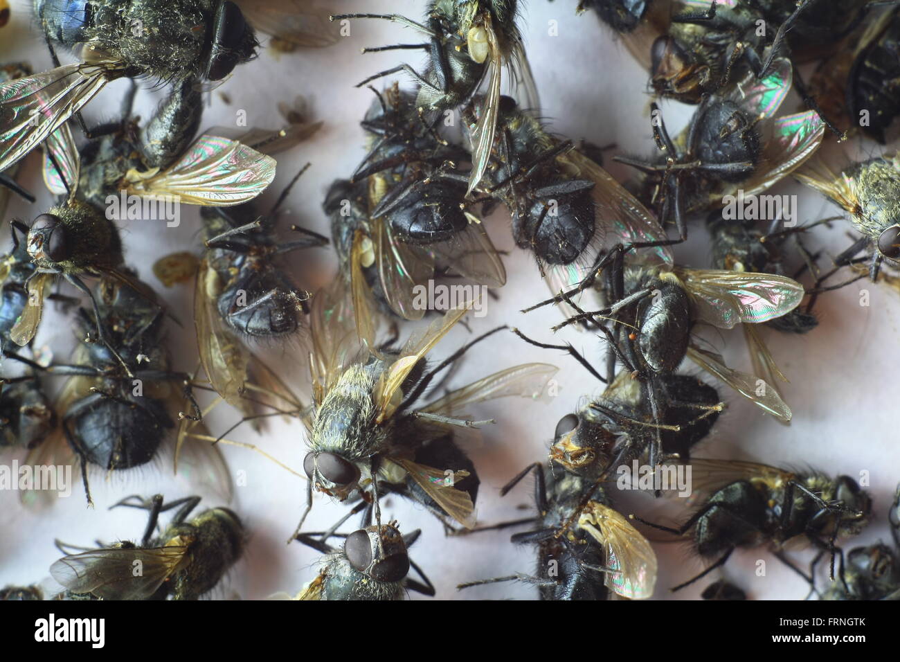 Flies closeup hi-res stock photography and images - Alamy