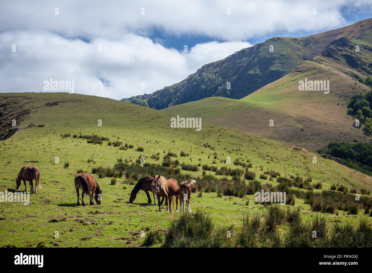 Pottok horses hi-res stock photography and images - Alamy