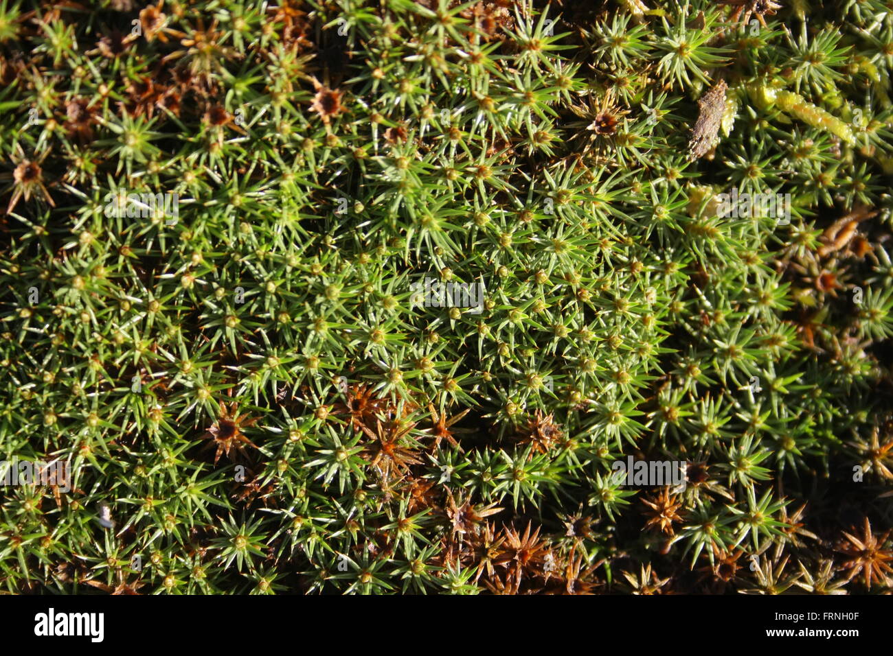 soft, green moss forest Stock Photo - Alamy