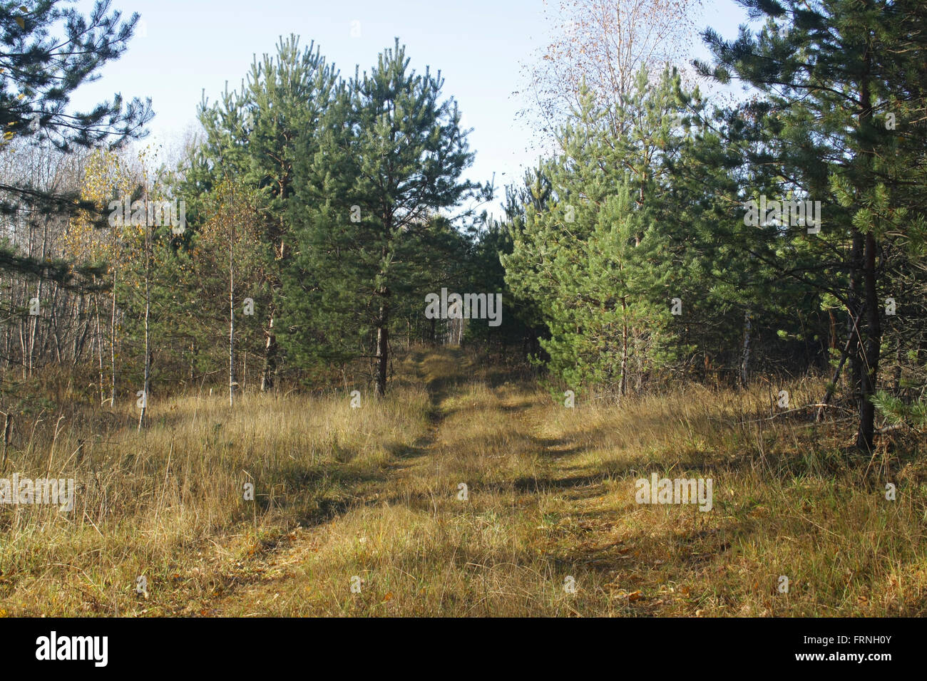 car track through the forest Stock Photo - Alamy