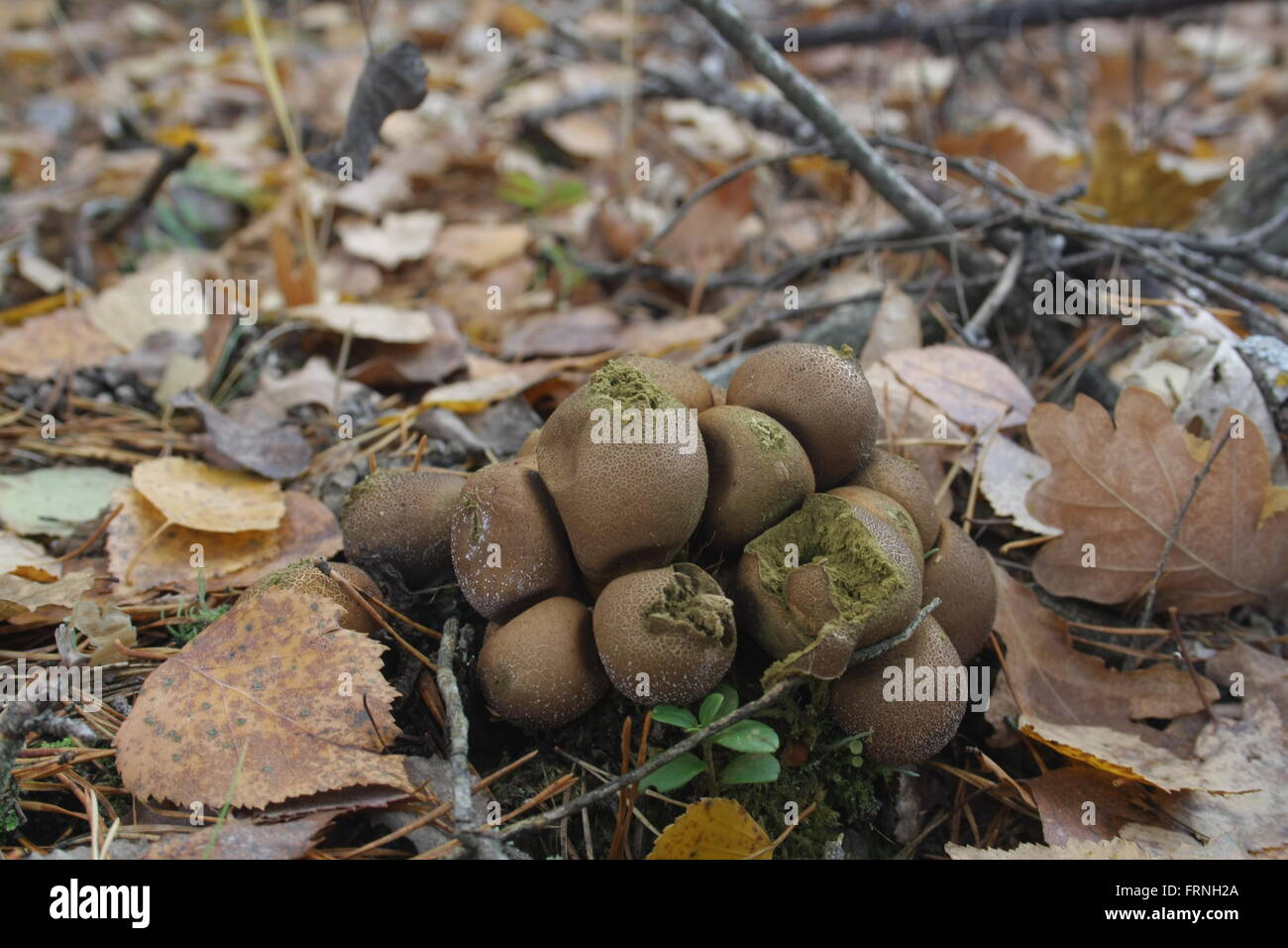 Puffball Mushroom Smoke
