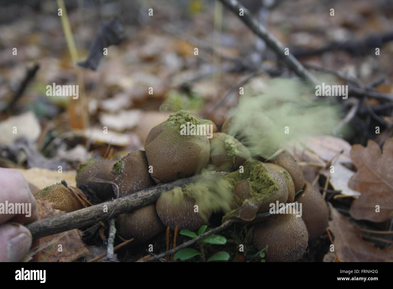 puffballs throws a green spores Stock Photo - Alamy