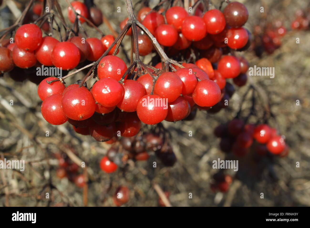 Cluster of branches hi-res stock photography and images - Alamy