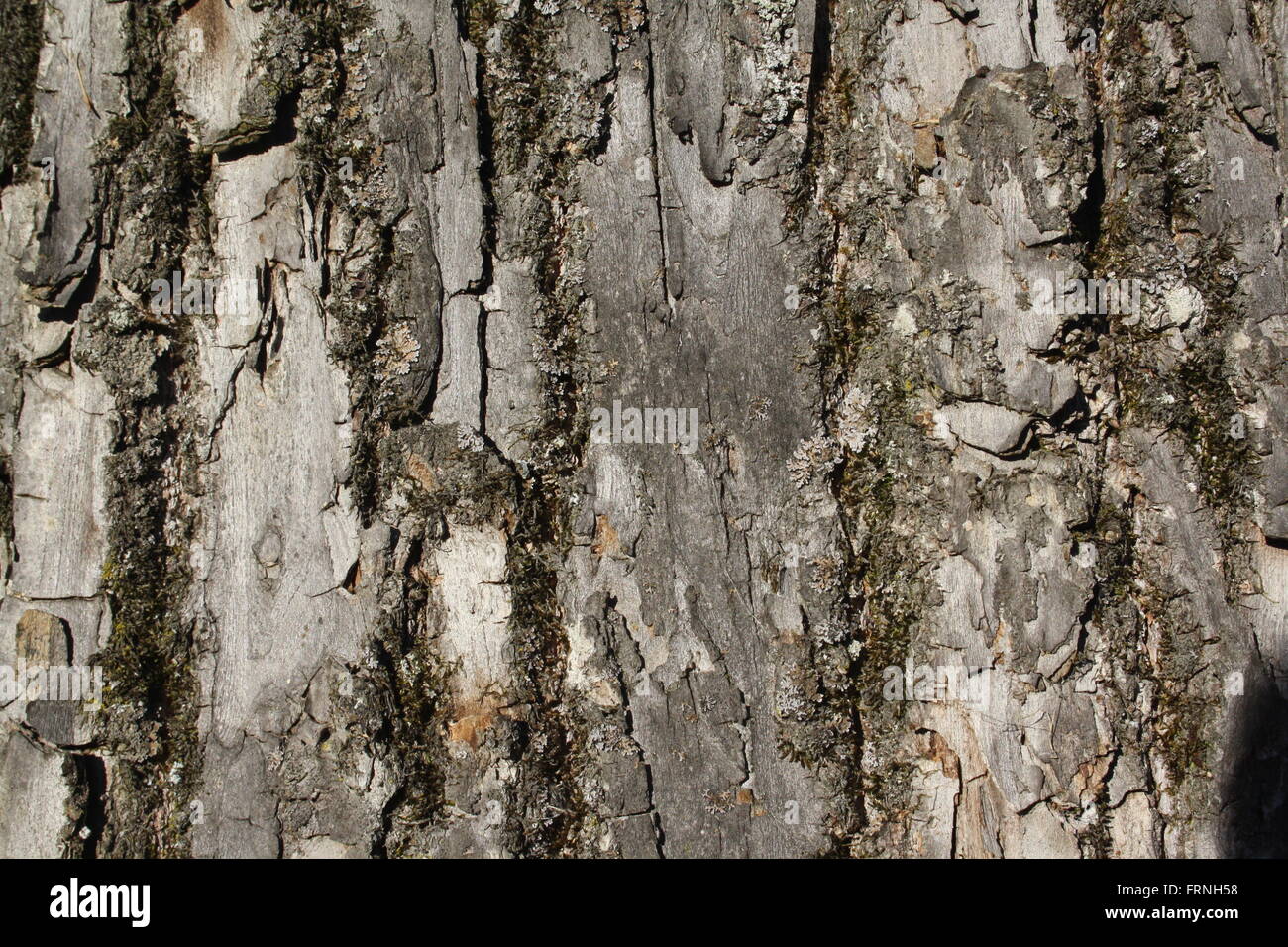 Bark texture hi-res stock photography and images - Alamy
