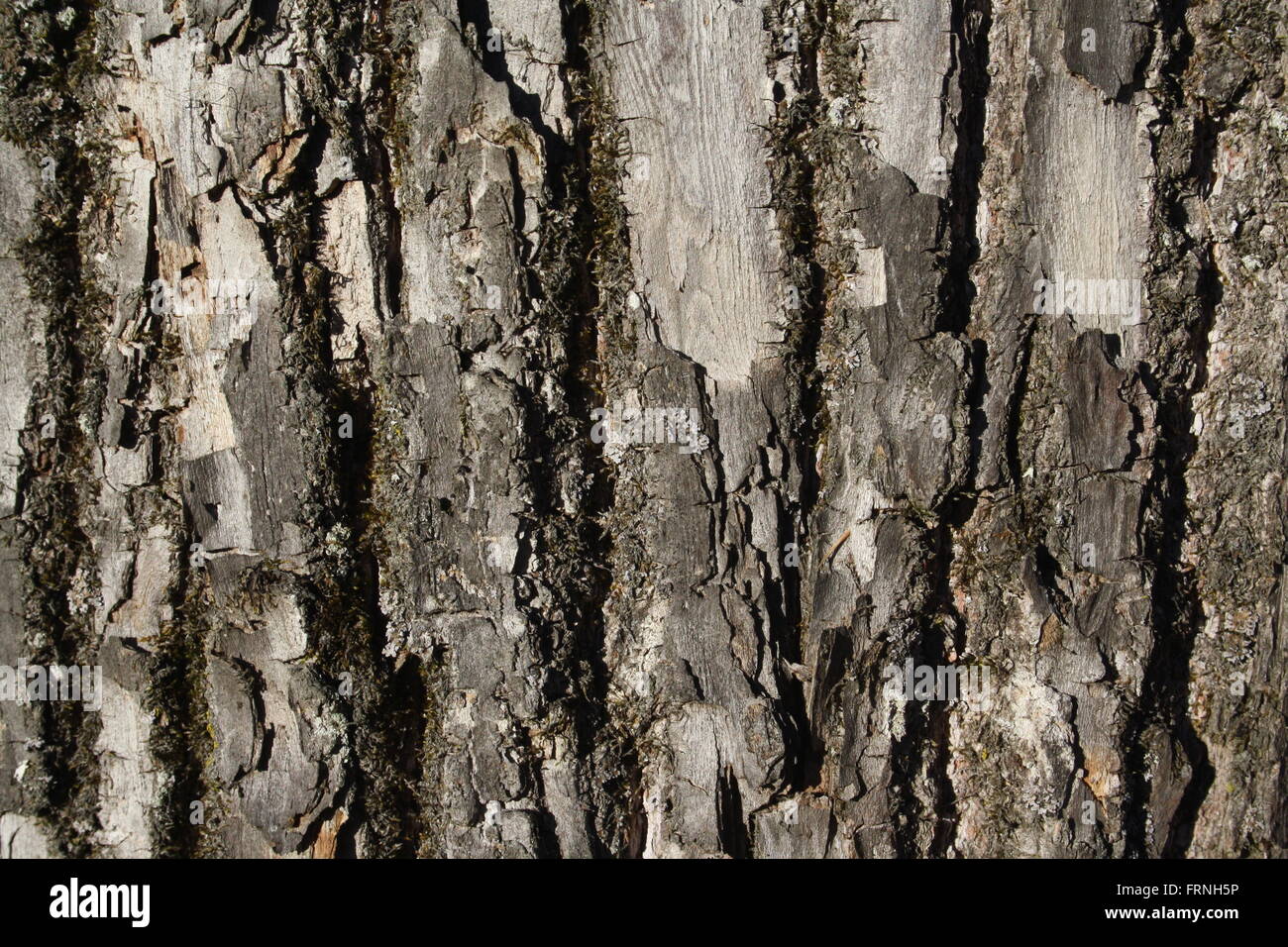 lime bark texture Stock Photo - Alamy