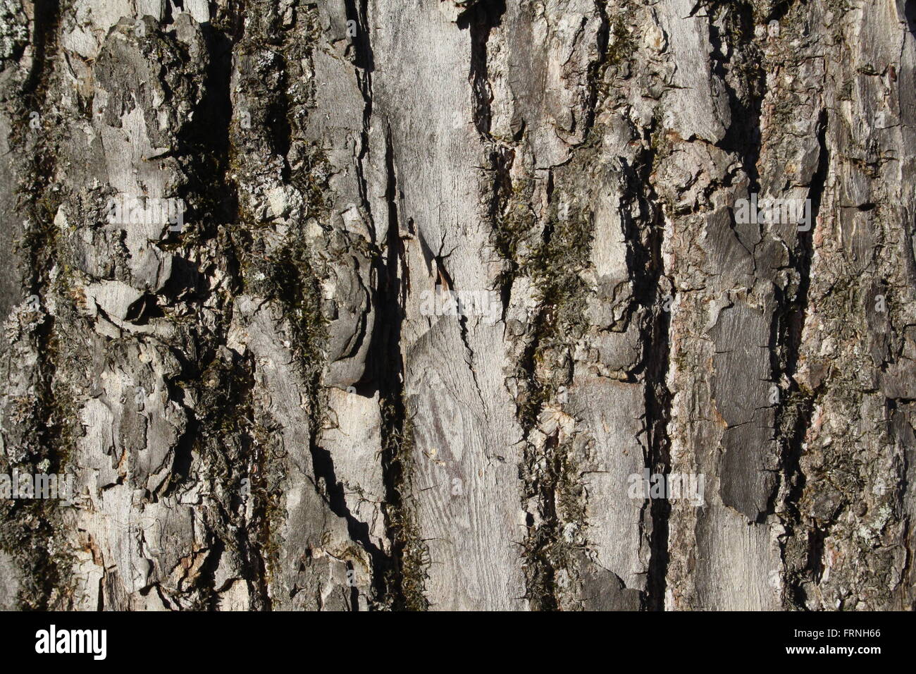 lime bark texture Stock Photo - Alamy