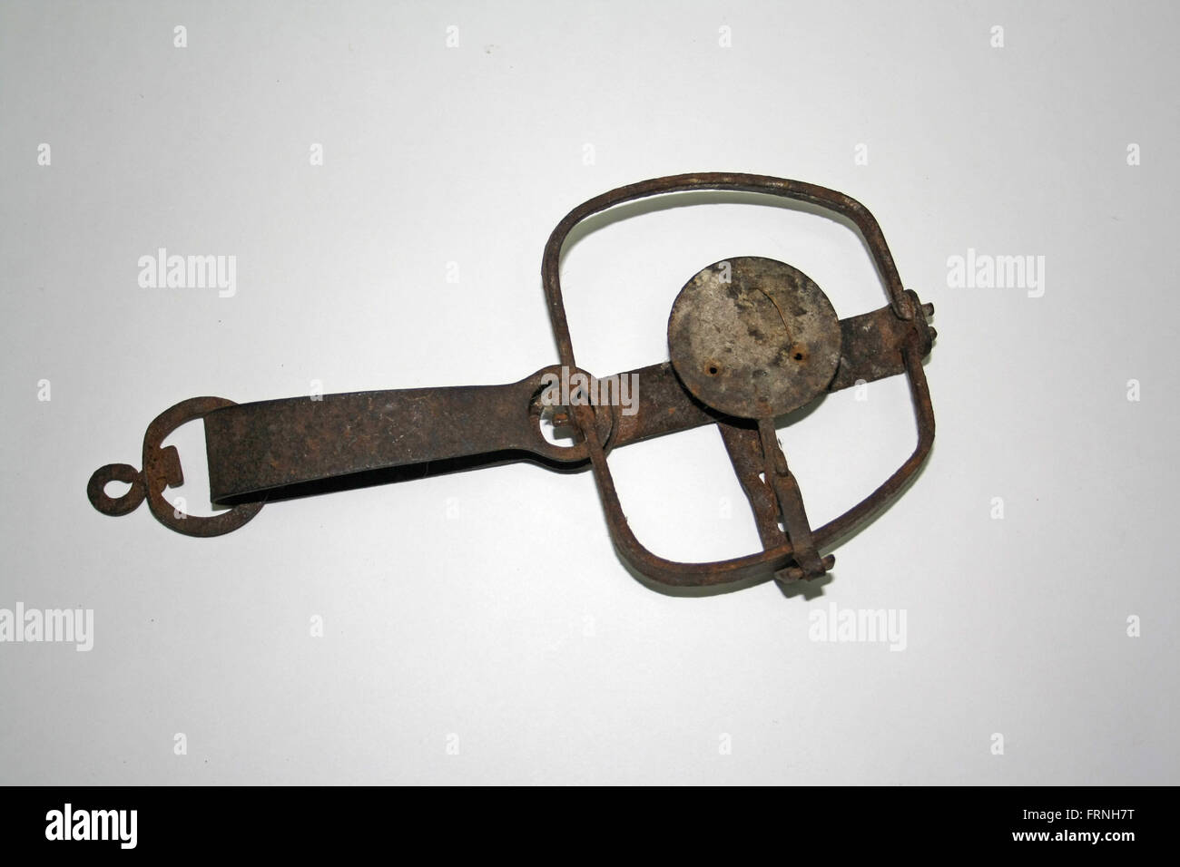 Small rodents hi-res stock photography and images - Alamy