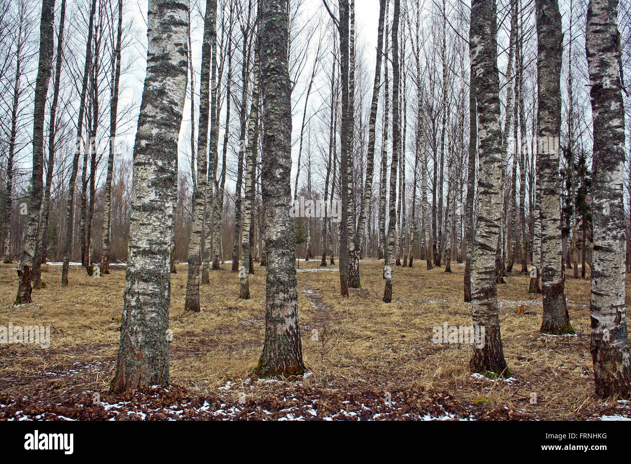Birch grove hi-res stock photography and images - Alamy