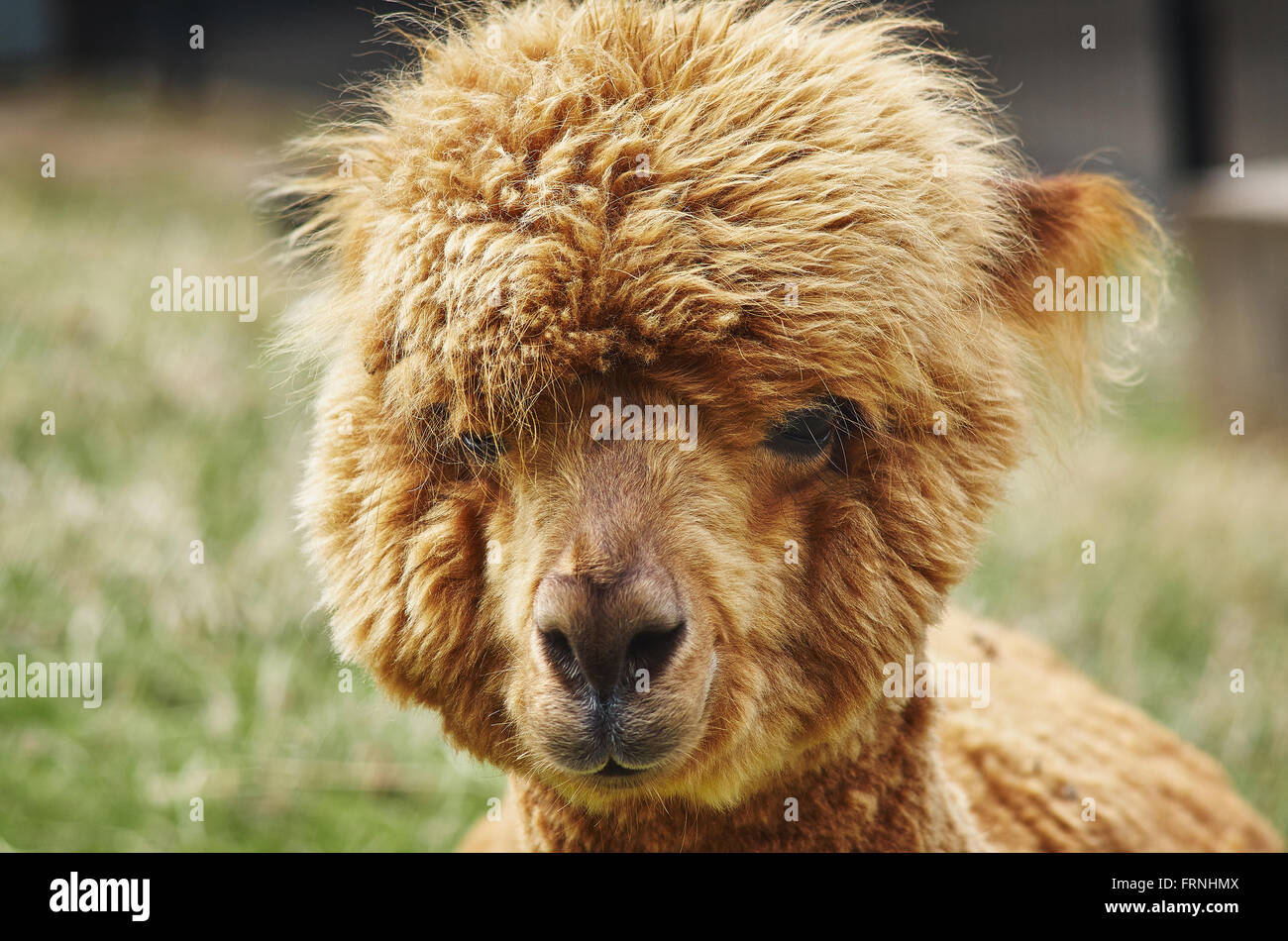 Alpaca closeup portrait Stock Photo - Alamy