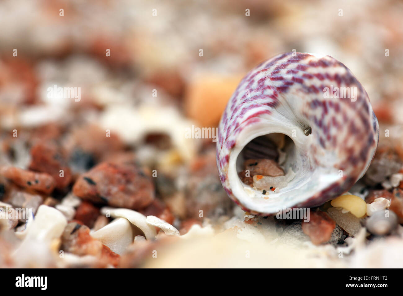 Purple topshell or Gibbula umbilicalis on abeach on the west of ...
