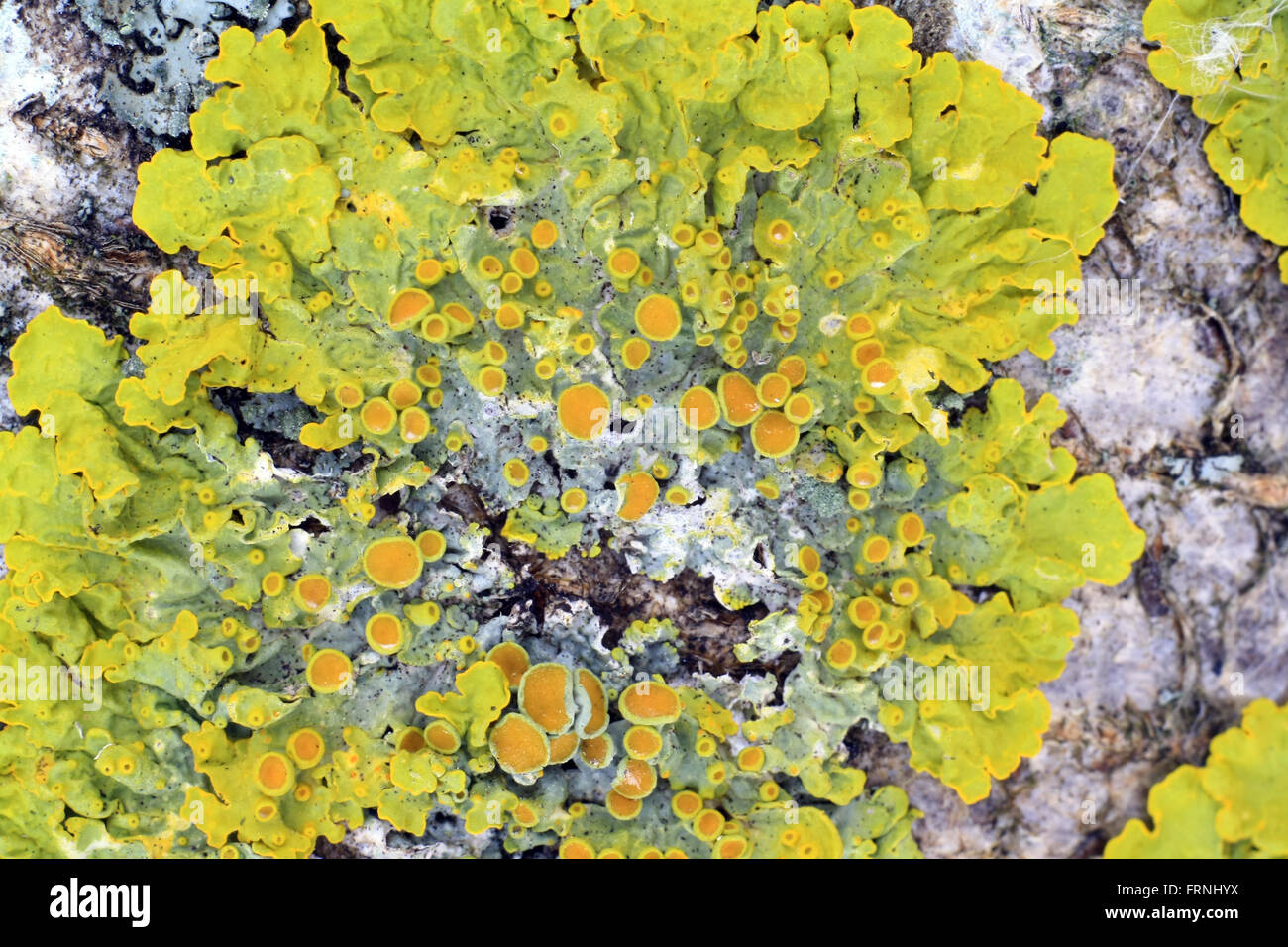 green lichen on tree bark extreme closeup Stock Photo - Alamy