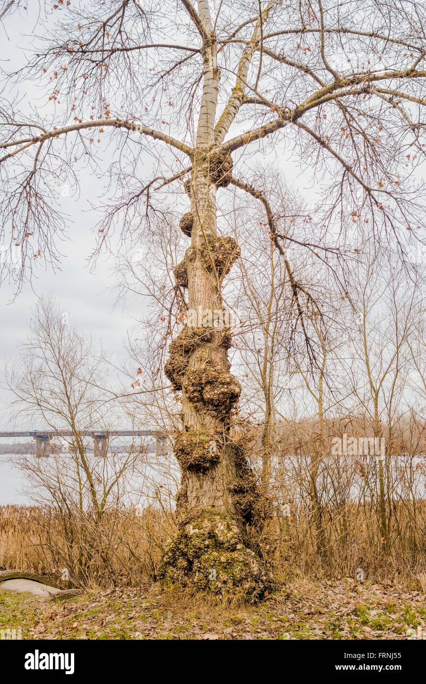 Mappa burl hi-res stock photography and images - Alamy