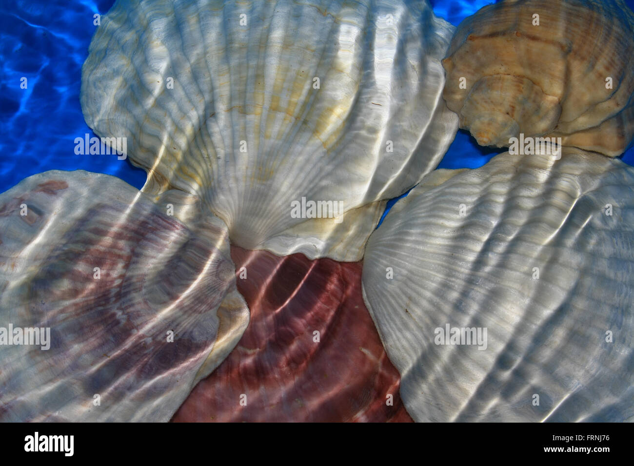 seashell under water with waves Stock Photo - Alamy